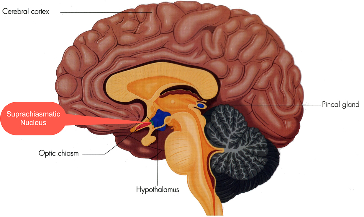 Clocking your biological rhythms | Michigan Today