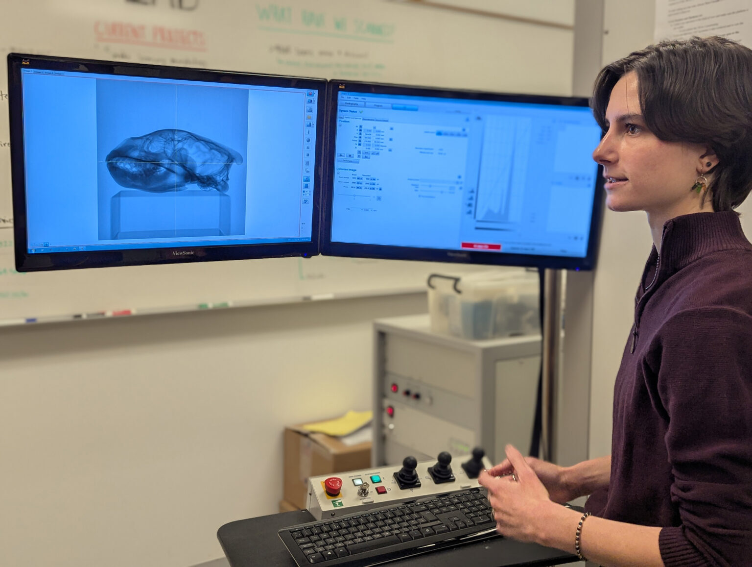 U-M microCT lab celebrates milestone with scan of a wolverine skull ...